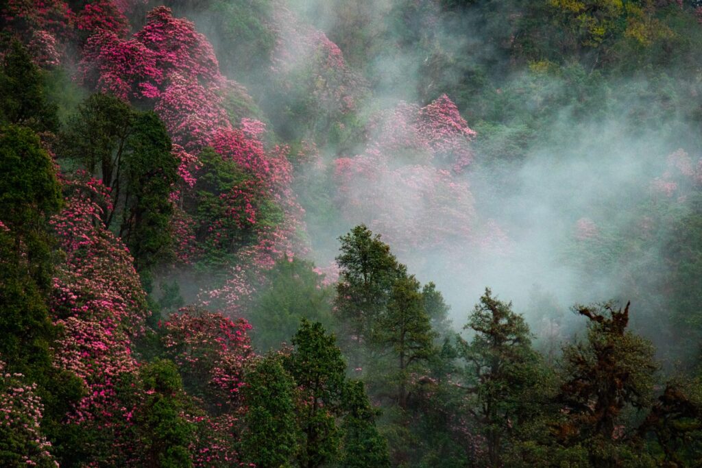 Nature Photography - Akshitphotography